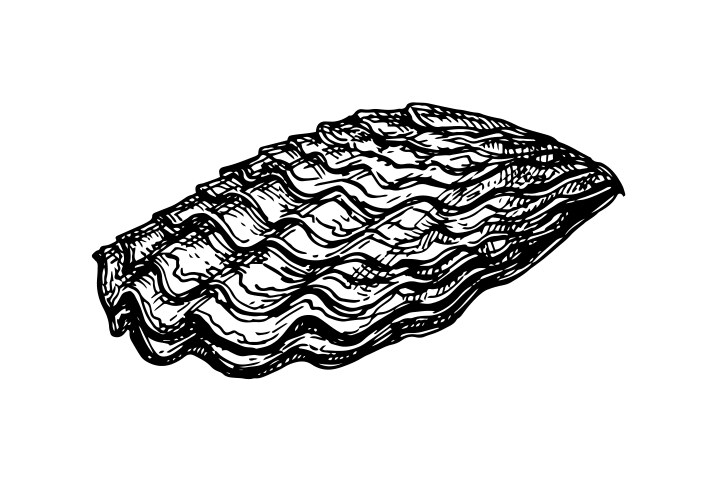 Cartoon shell colored Royalty Free Vector Image