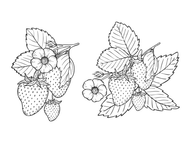 Strawberry plant leaves line art Royalty Free Vector Image