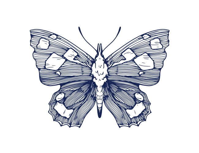 Butterfly Drawing Vector Images