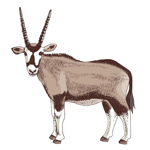 Cute oryx cartoon Royalty Free Vector Image - VectorStock