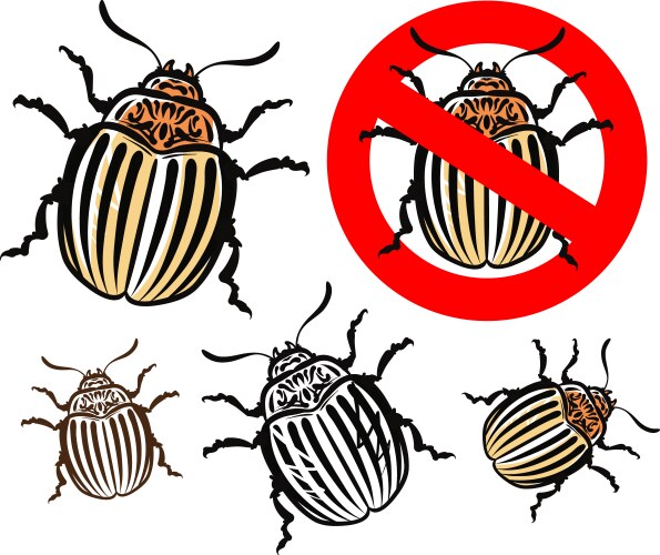 Potato beetle insect cartoon Royalty Free Vector Image
