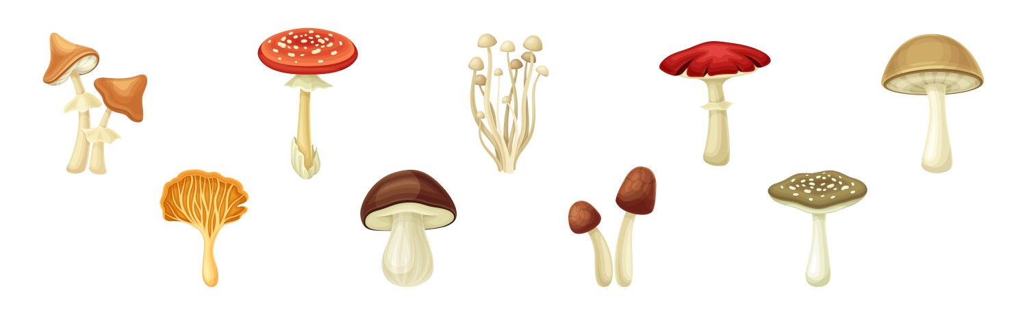 Toadstool Vector Images (over 10,000)