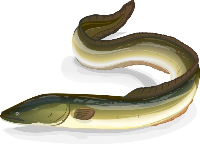 Realistic Eel Drawing How To Draw A Realistic Eel