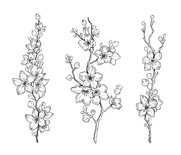 Calligraphy cherry blossom cute hand drawn Vector Image