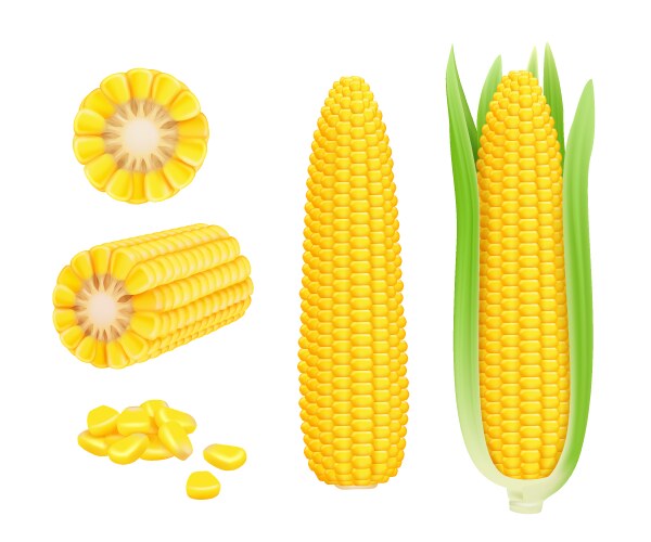 Farm corn Royalty Free Vector Image - VectorStock