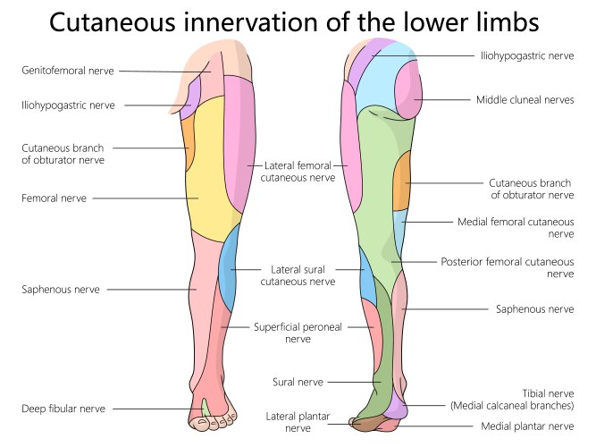 Upper limb cutaneous nerve innervation diagram Vector Image