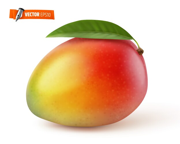 Realistic ripe mango fruit with leaf Royalty Free Vector