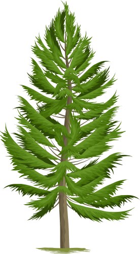 Realistic pine trees set Royalty Free Vector Image