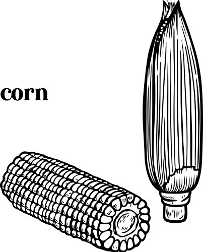 Corn Line Drawing Vector Images (over 2,900)