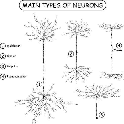 Dendrites Vector Images (over 680)