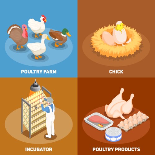 Poultry farm design concept Royalty Free Vector Image