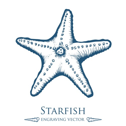 Starfish Vector Images (over 46,000)