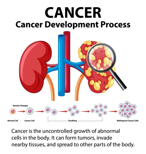 Human fetal development infographics embryo Vector Image