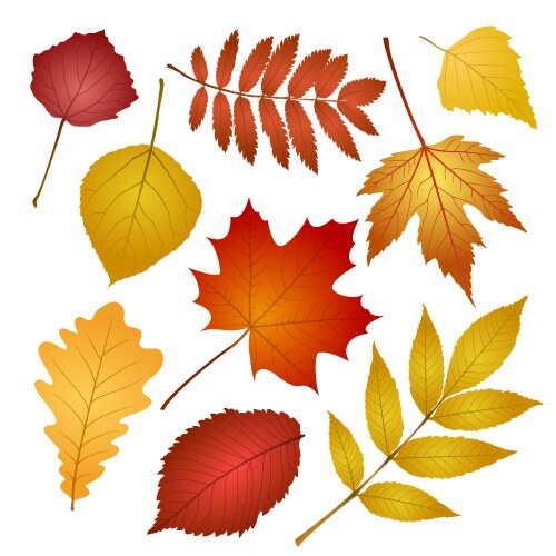 Autumn leaves Royalty Free Vector Image - VectorStock