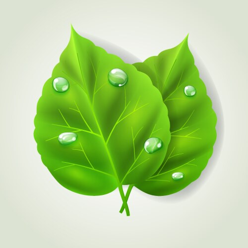 Water drop with green leaves inside poster Vector Image