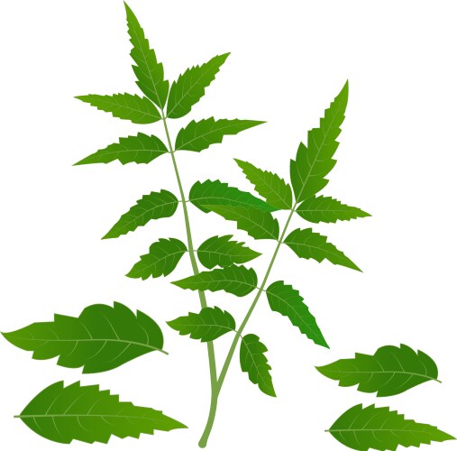 Neem Leaf Vector Images (over 240)