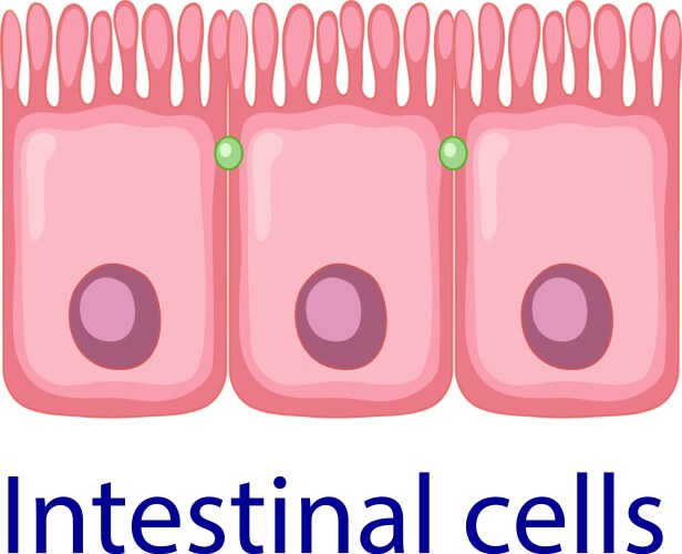Intestinal cell system human medical anatomy Vector Image