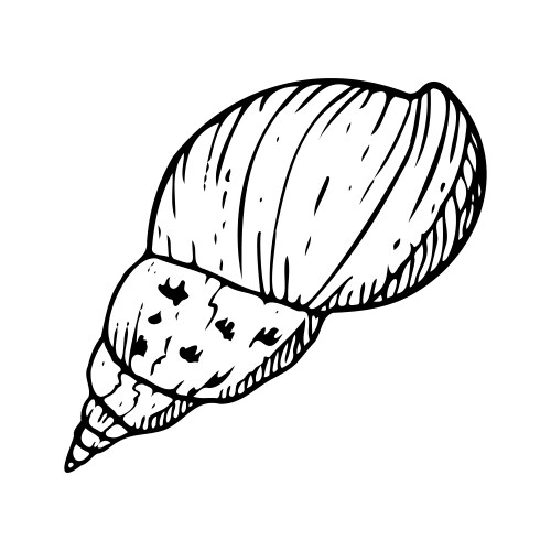 Sea Shell Line Art Vector Vector Images (over 7,600)