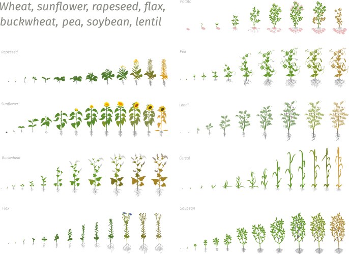 Flax Vector Images (over 4,700)