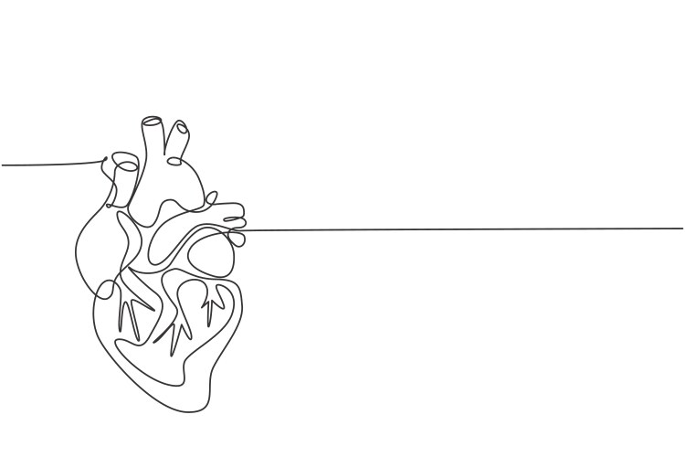 Anatomical medical human heart organ Royalty Free Vector