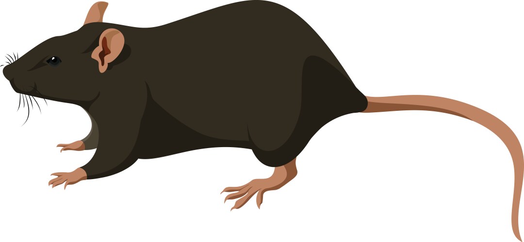 Rat Royalty Free Vector Image - VectorStock