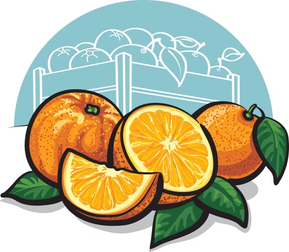 Basket of oranges Royalty Free Vector Image - VectorStock