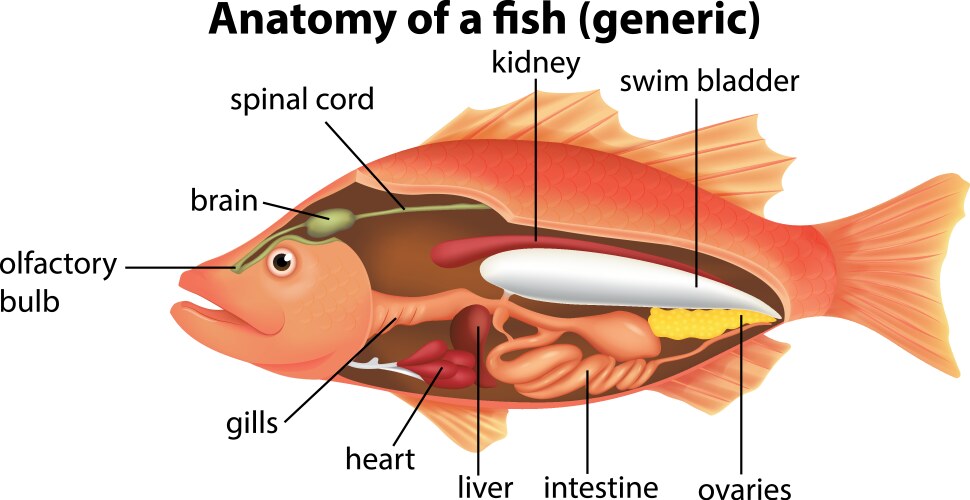 Diagram of different parts fish Royalty Free Vector Image
