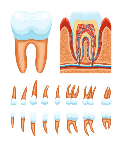 Teeth Royalty Free Vector Image - VectorStock