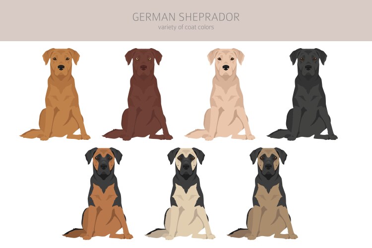 Chocolate Labrador Vector Images (over 130)