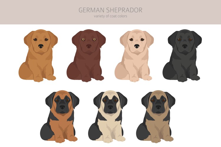 Chocolate Labrador Vector Images (over 130)