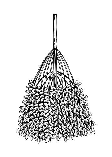 Date Tree Vector Images (over 13,000)