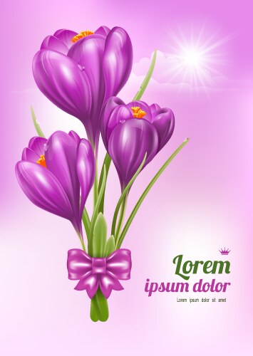 Beautiful purple crocus flower isolated Royalty Free Vector