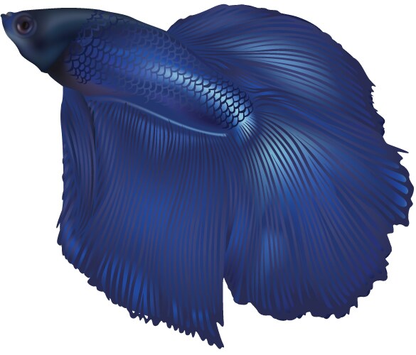 Blue siamese fighting fish graphic Royalty Free Vector Image