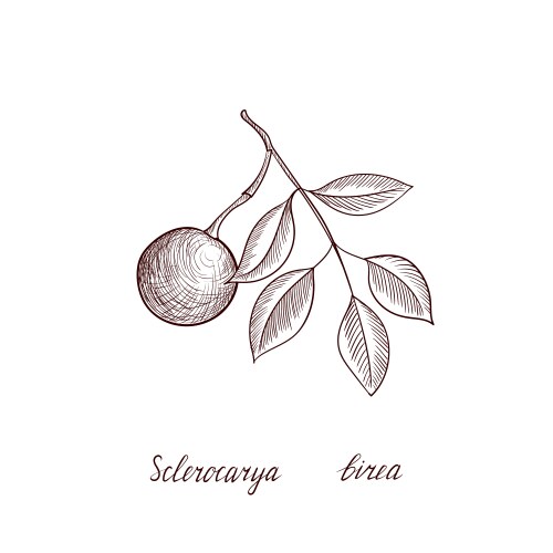 Marula Tree Vector Images (50)