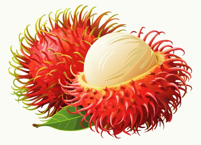 Rambutan Vector Images (over 1,500)