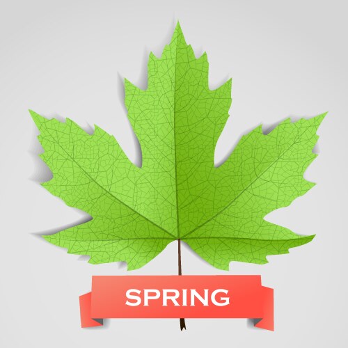 Canadian Maple Leaf Vector Images (over 18,000)