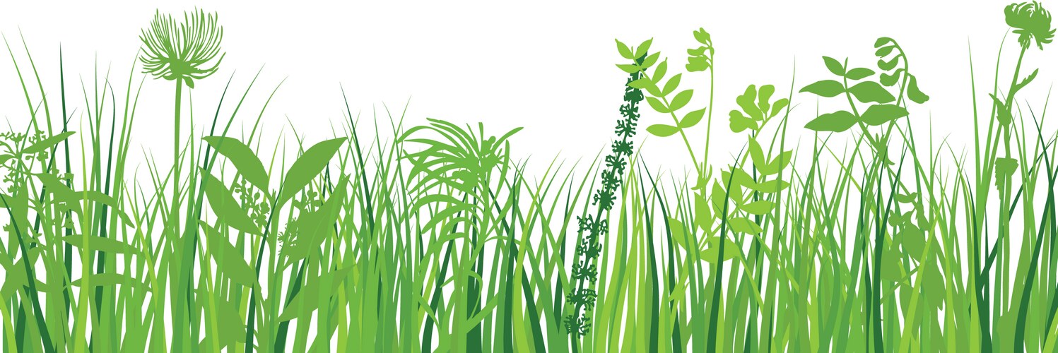 Green grass meadow Royalty Free Vector Image - VectorStock