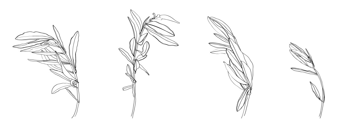 Olive branch isolated element Royalty Free Vector Image