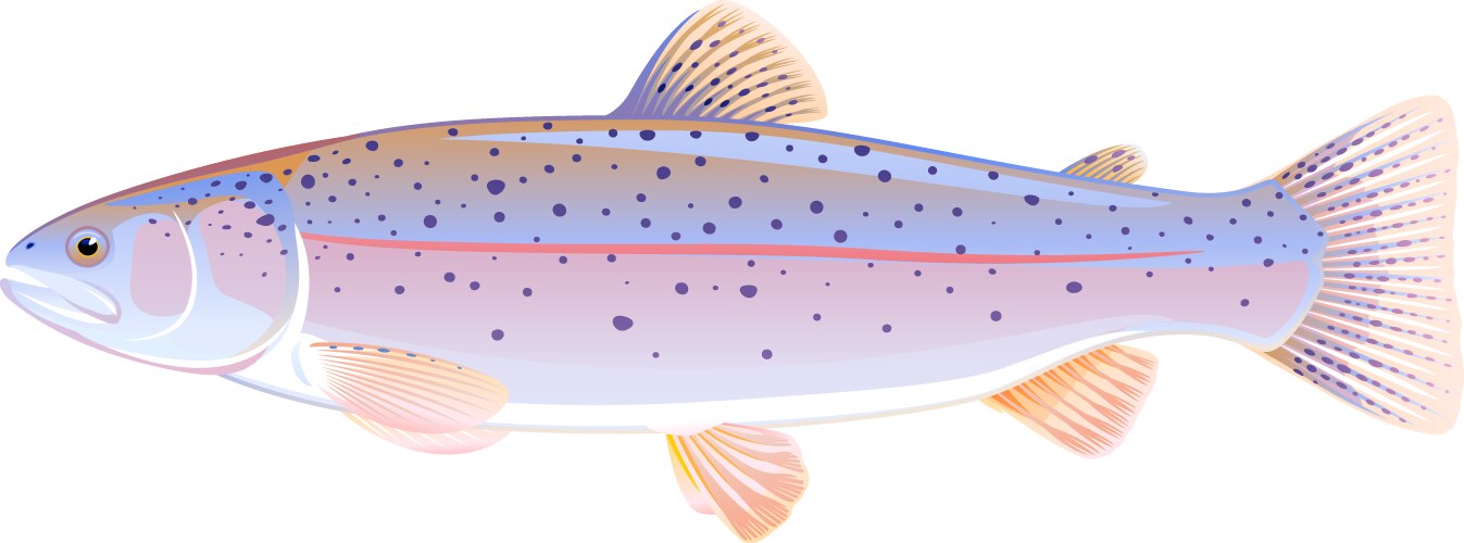 Trout Vector Images (over 13,000)