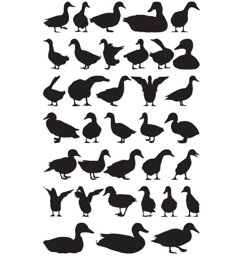 Duck Vector Images (over 61,000)
