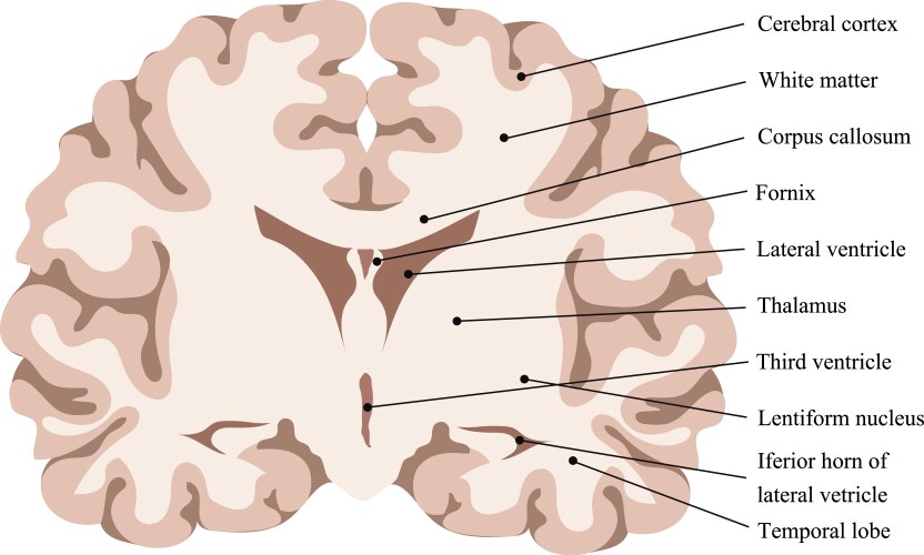Silhouette of human brain drawn with colorful Vector Image