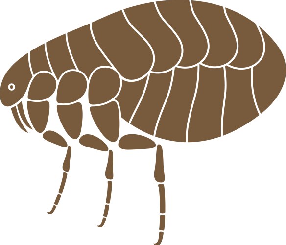Brown flea insect walking side view Royalty Free Vector