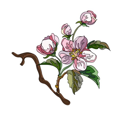 Apple tree branch Royalty Free Vector Image - VectorStock