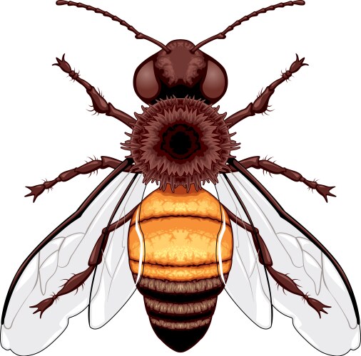 Animal Top View Vector Images (over 3,000)