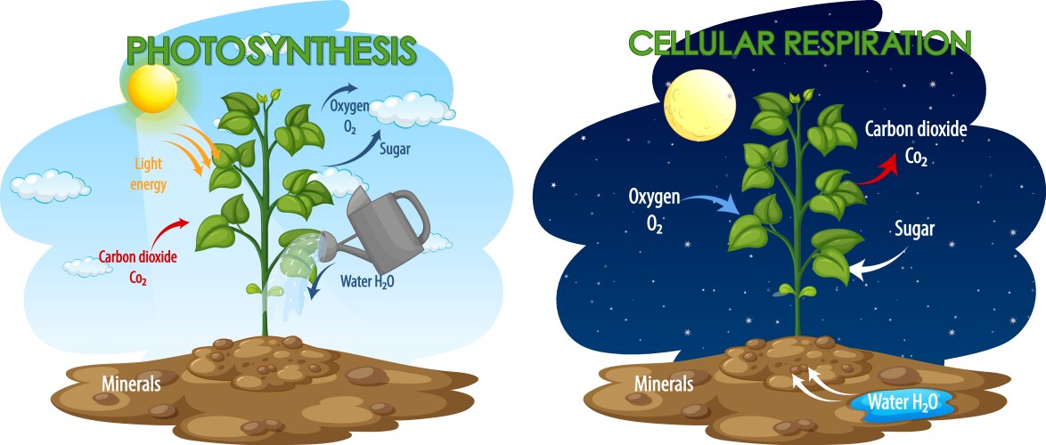 Diagram showing process photosynthesis Royalty Free Vector