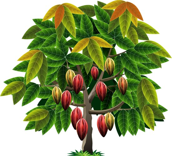 Cocoa Tree Vector Images (over 4,100)