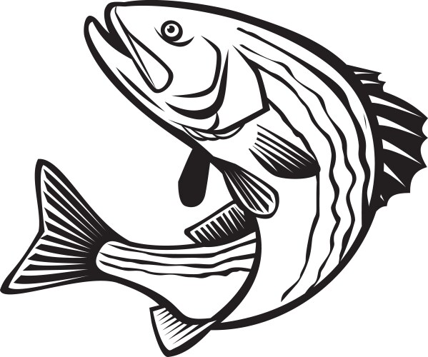 Bass Fish Outline Vector Images (over 1,700)