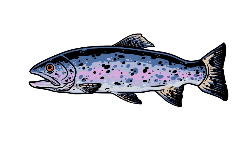 Trout Vector Images (over 12,000)