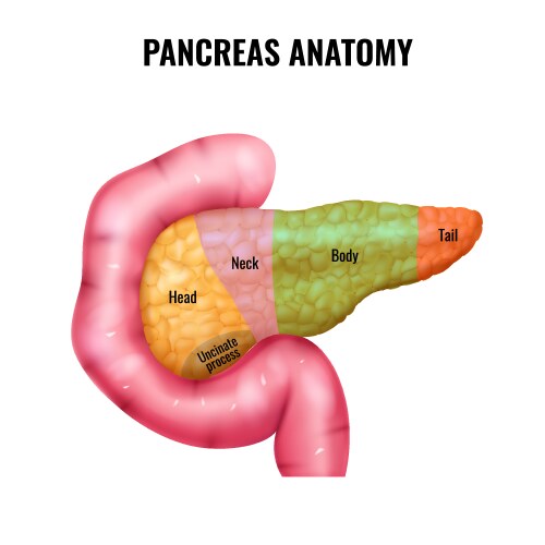Pancreas Vector Images (over 6,000)