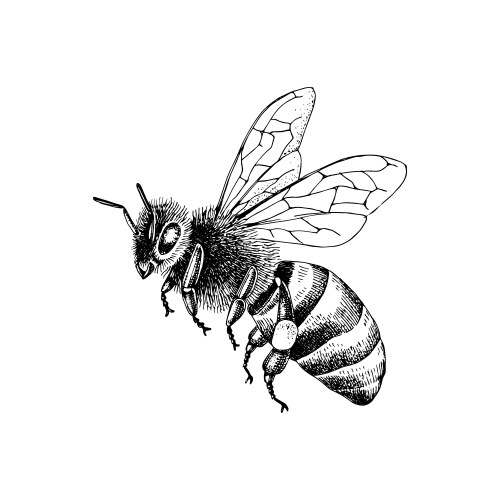 Bee Drawing Vector Images (over 24,000)